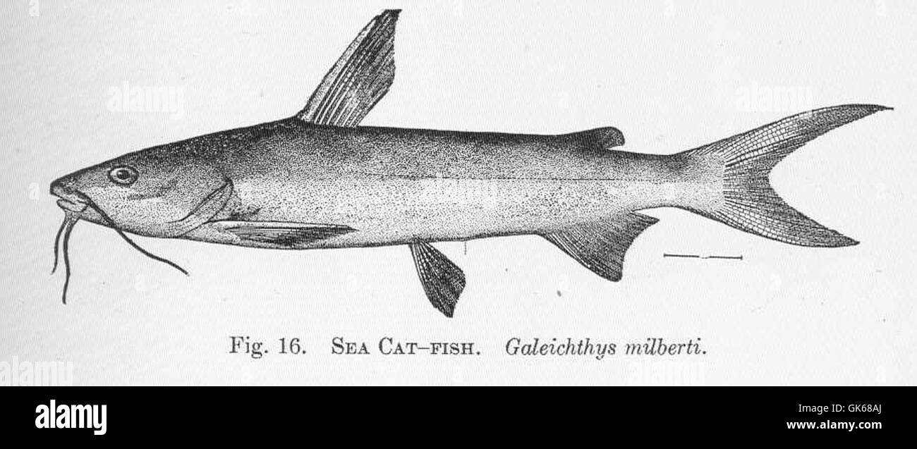 Species of sea catfish in hi-res stock photography and images - Alamy