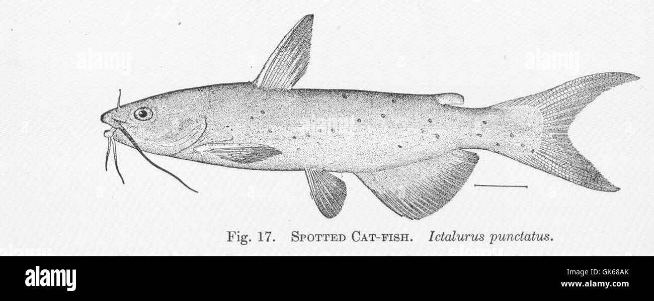 The Spotted Catfish, Ictalurus punctatus, is a freshwater fish native ...