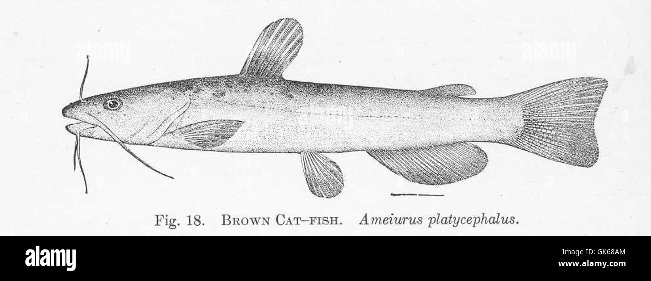 Catfish anatomy hi-res stock photography and images - Alamy