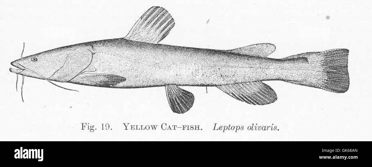 Yellow catfish (Leptops olivaris), a species native to North America ...