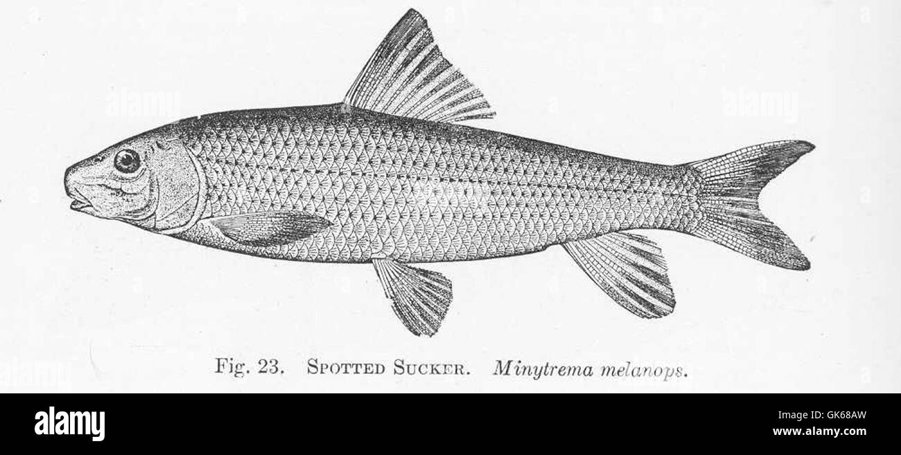 Minytrema melanops hi-res stock photography and images - Alamy