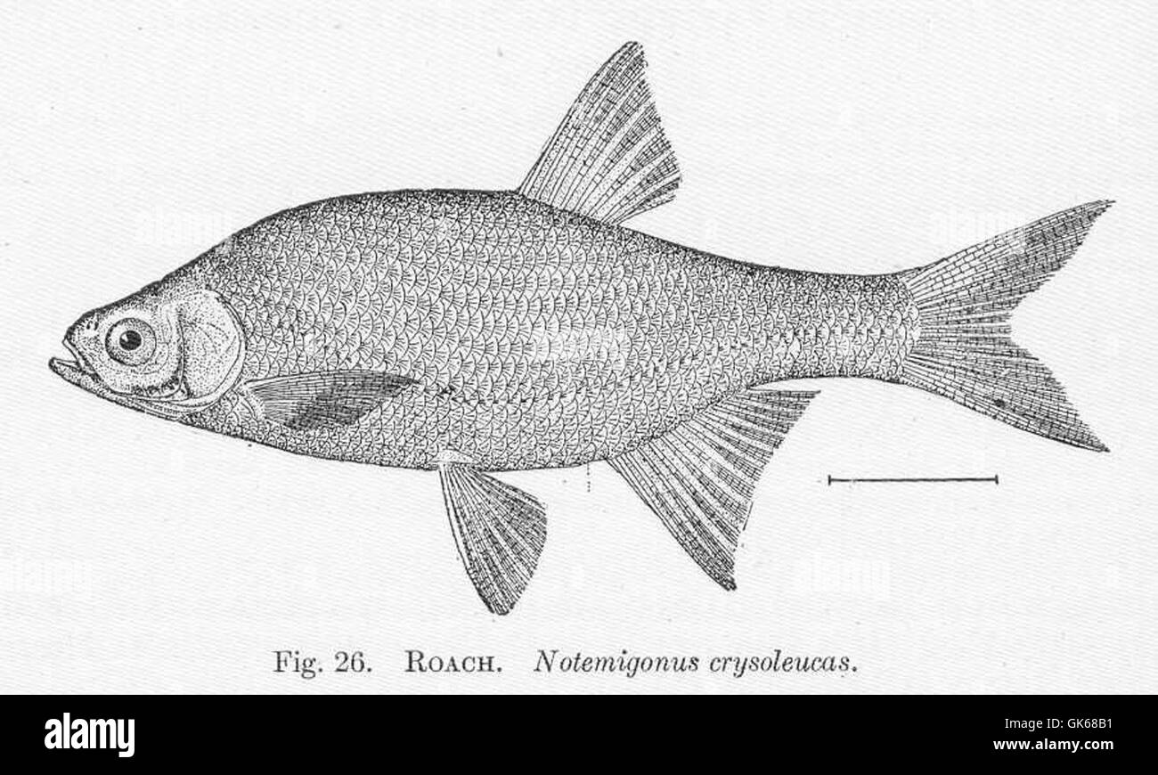 The Roach (*Notemigonus crysoleucas*), a freshwater fish, is noted for ...