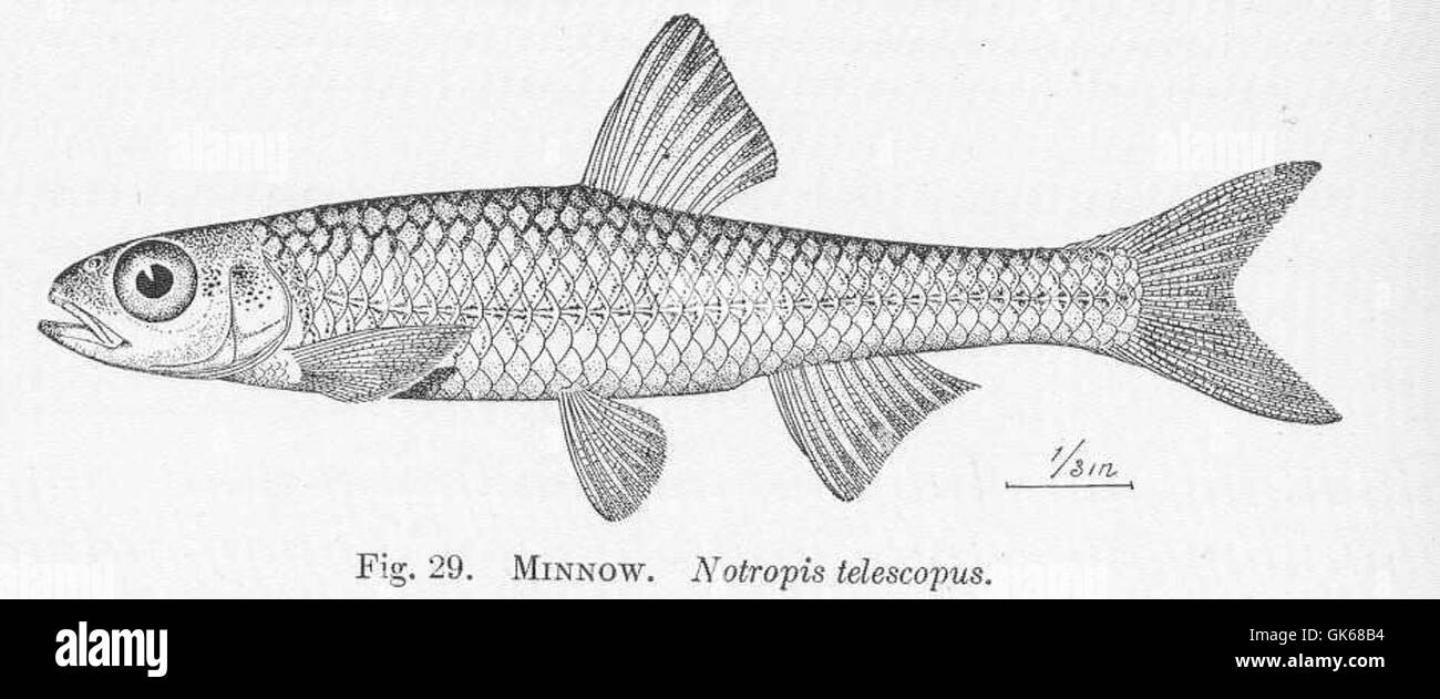 Notropis hi-res stock photography and images - Alamy