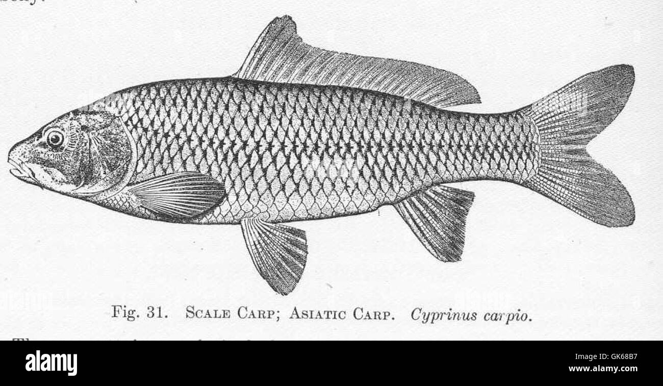 *Cyprinus carpio*, also known as the scale carp or Asiatic carp, is a ...