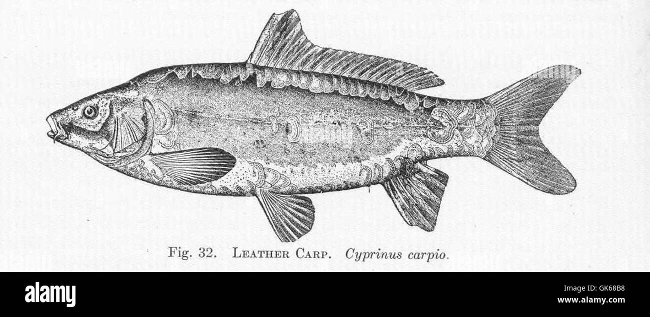 Leather carp Black and White Stock Photos & Images - Alamy