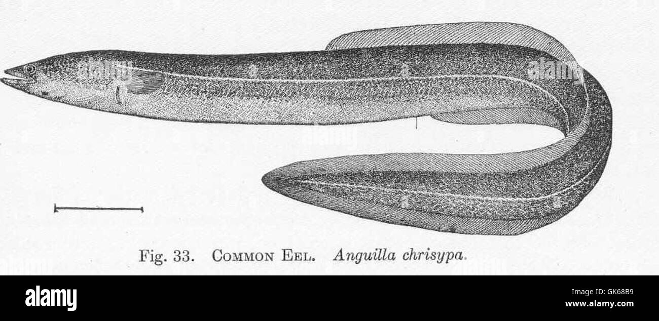Common eel anguilla anguilla hi-res stock photography and images - Alamy