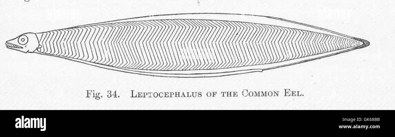 The leptocephalus of the common eel is the larval form of this species ...
