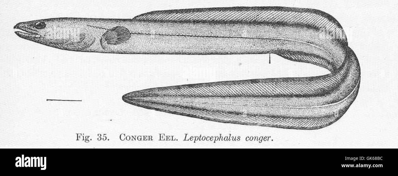 The Conger eel (Leptocephalus conger) is a large species found in the ...