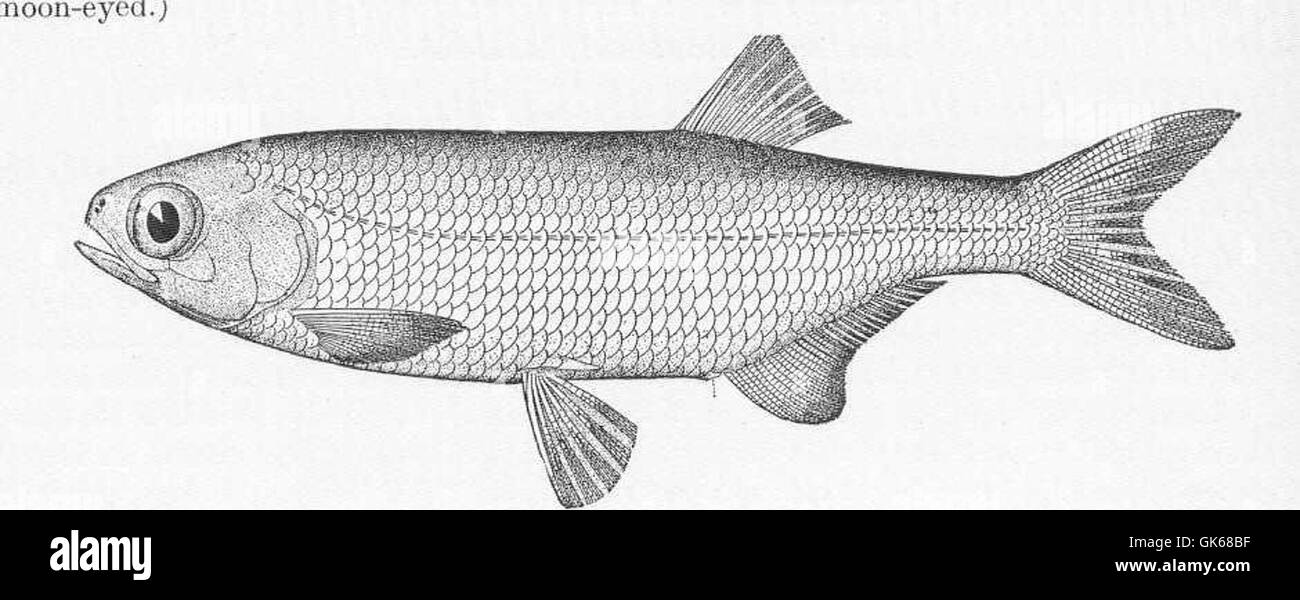 51363 Moon-Eye Hiodon selenops Stock Photo - Alamy