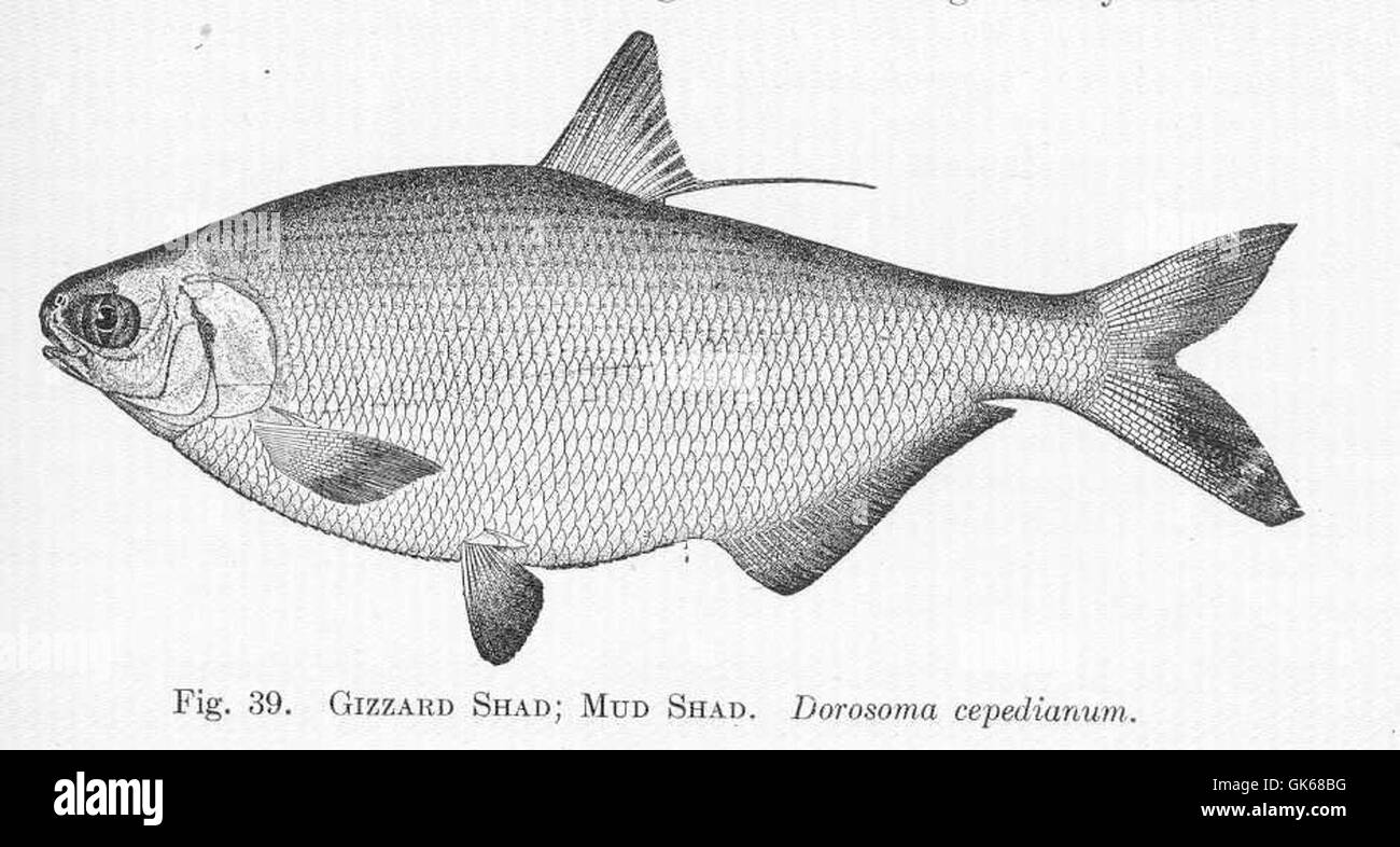 51364 Gizzard Shad; Mud Shad Dorosoma cepedianum Stock Photo - Alamy
