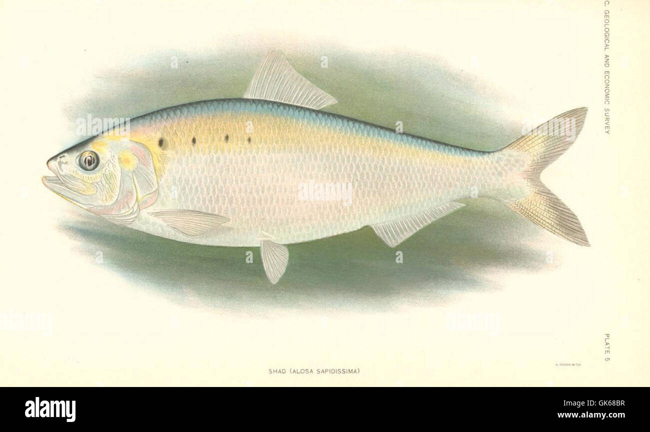 Alosa sapidissima hi-res stock photography and images - Alamy