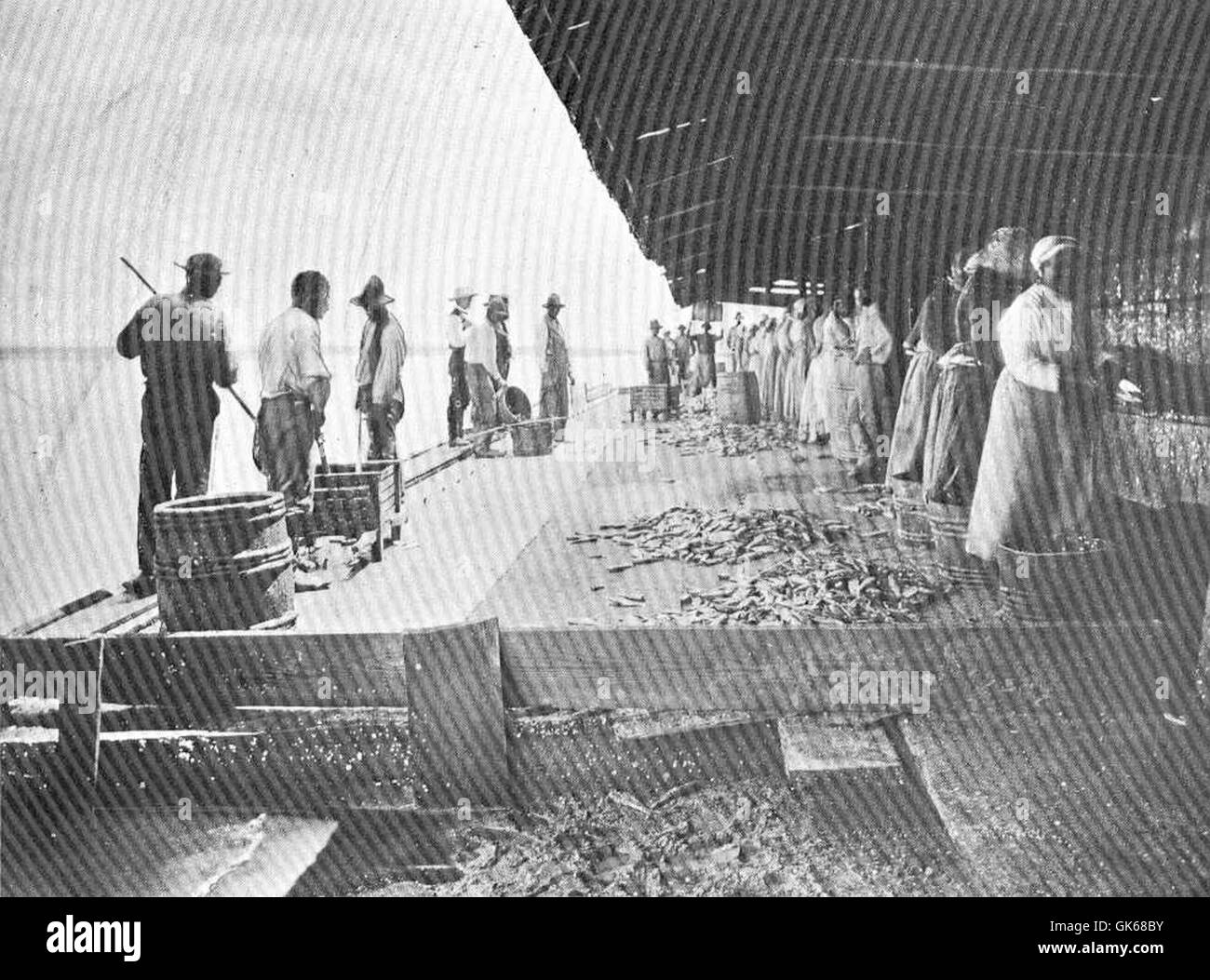 Workers are shown splitting and salting herring at a seine fishery on ...