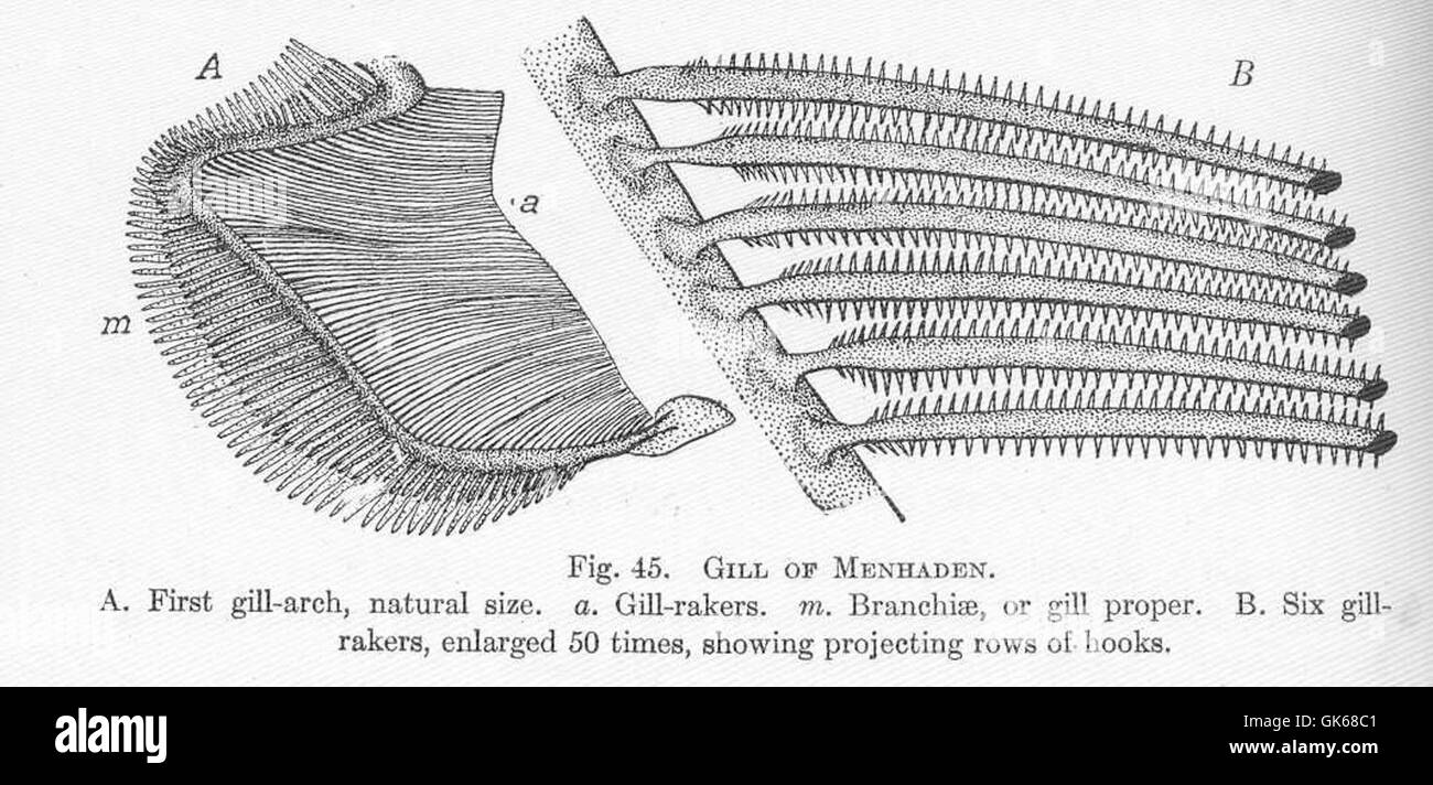 Gill Cover Black and White Stock Photos & Images - Alamy