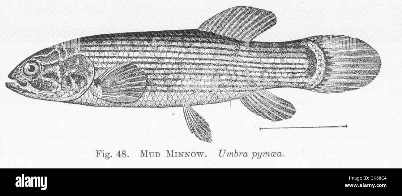 Mud minnow hi-res stock photography and images - Alamy