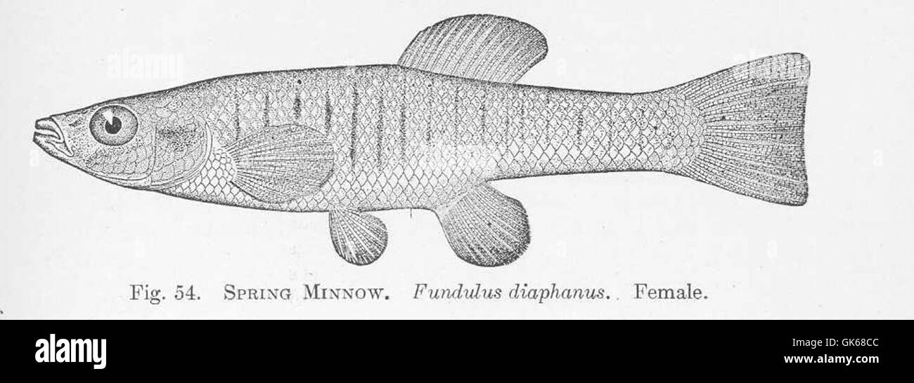 Fundulus hi-res stock photography and images - Alamy