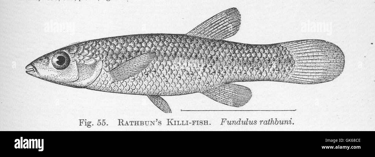 This image depicts Rathbun's Killi-Fish, Fundulus rathbuni, a species ...