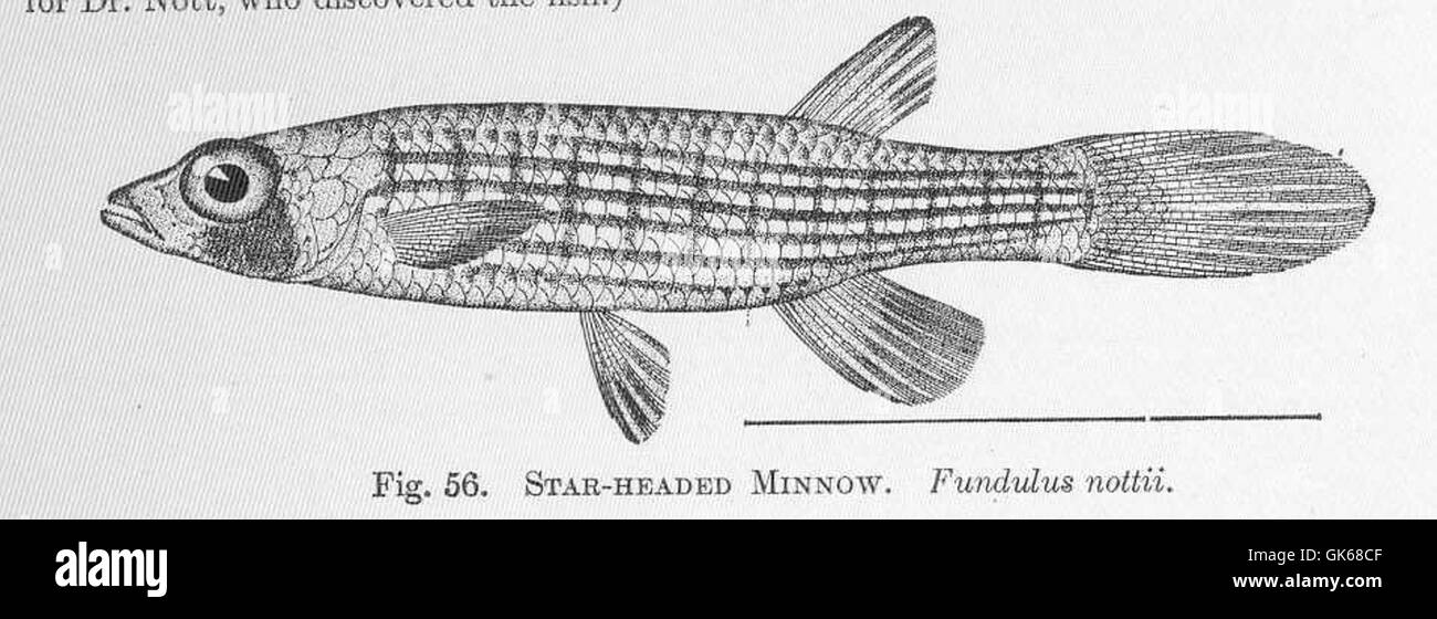 Fish easily identifiable hi-res stock photography and images - Alamy