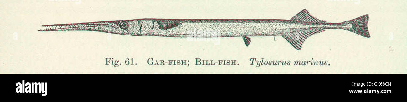 Tropical billfish hi-res stock photography and images - Alamy