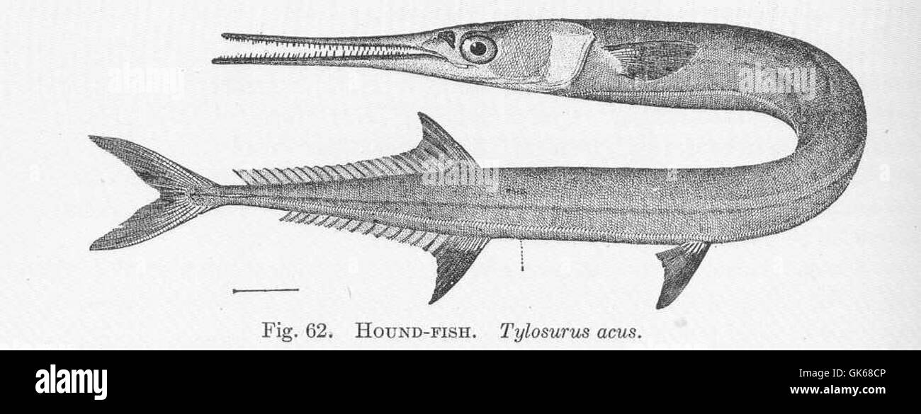 Hound fish Black and White Stock Photos & Images - Alamy