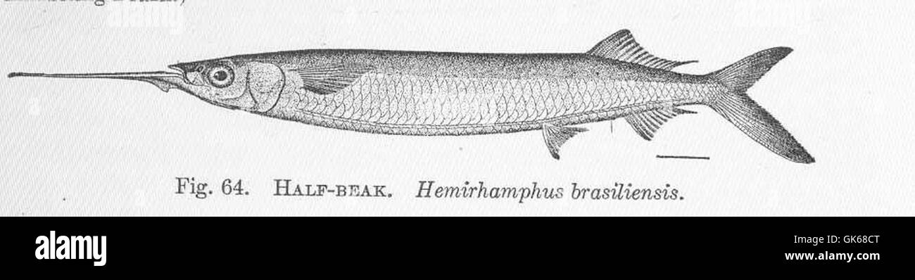 Half beak Black and White Stock Photos & Images - Alamy