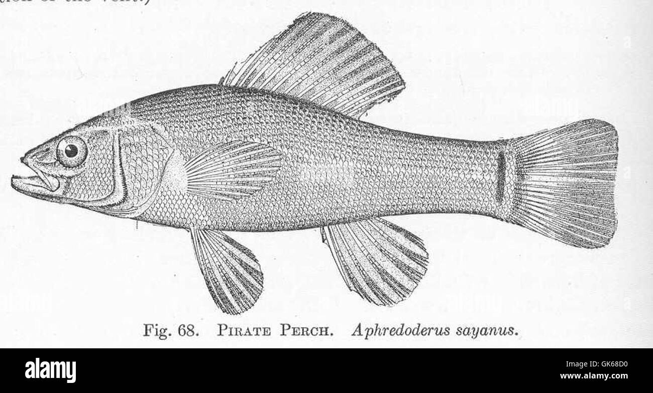 Pirate perch aphredoderus sayanus hi-res stock photography and images ...