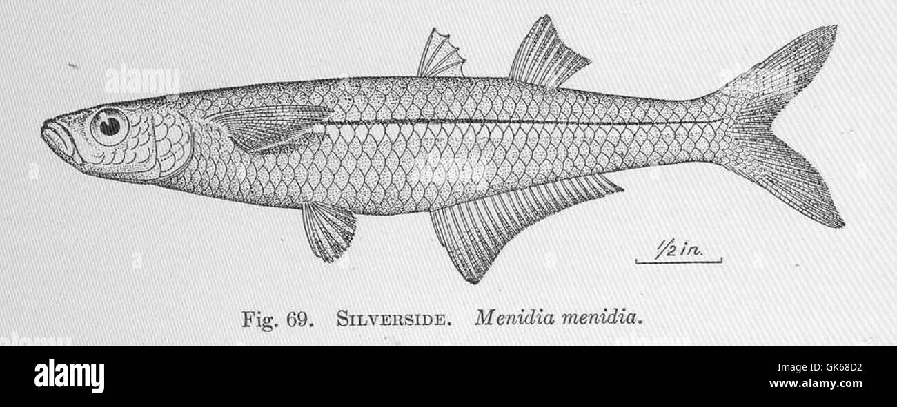 Silverside Black and White Stock Photos & Images - Alamy