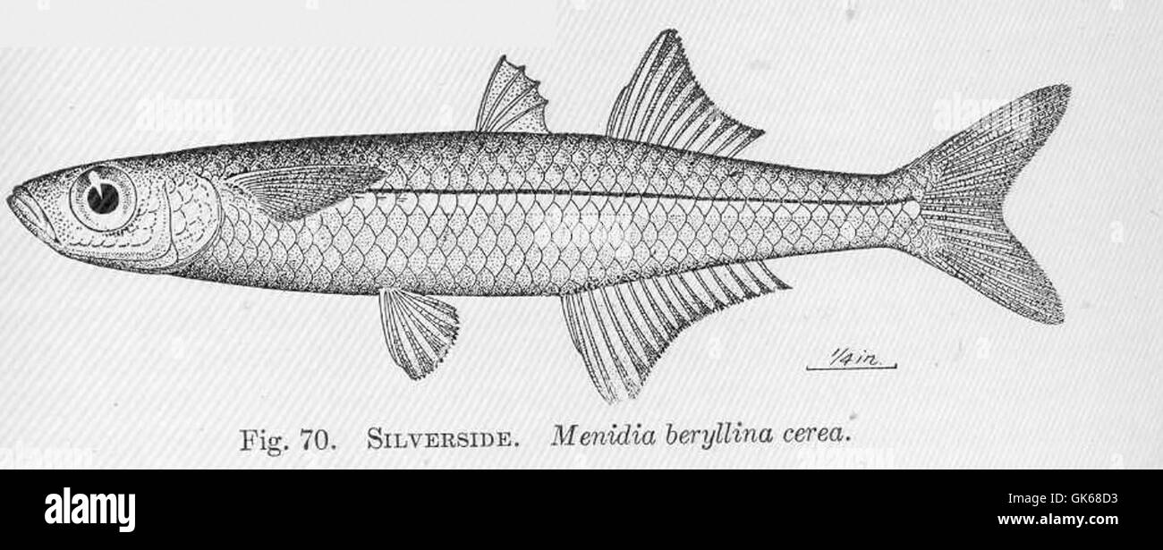 Menidia Beryllina