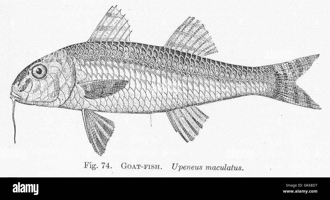 Goat fish hi-res stock photography and images - Alamy