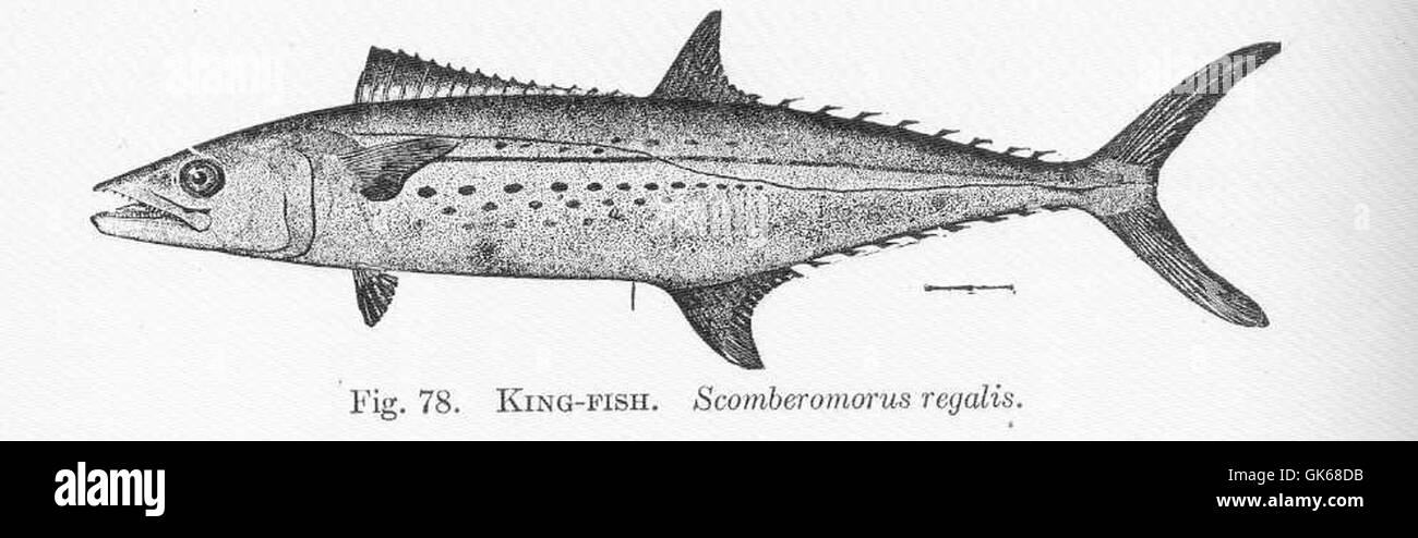 The King-Fish (Scomberomorus regalis), a predatory fish, is depicted in ...