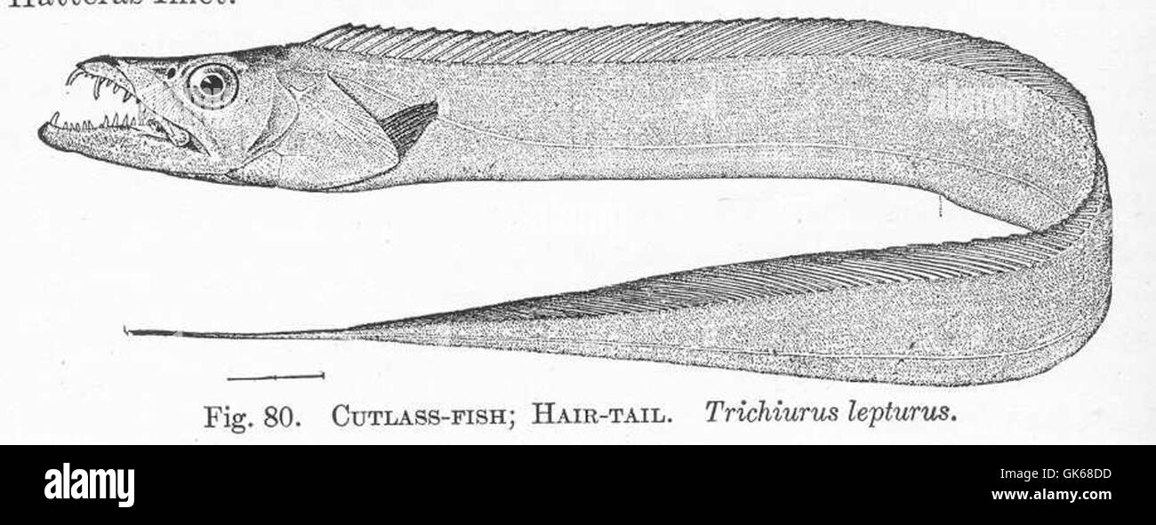 Cutlass fish hi-res stock photography and images - Alamy