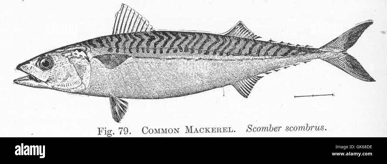 Atlantic mackerel common mackerel scomber Black and White Stock Photos ...
