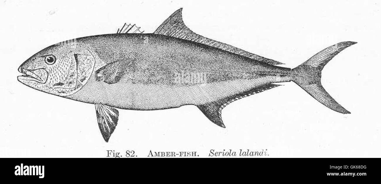 Amber fish Black and White Stock Photos & Images - Alamy