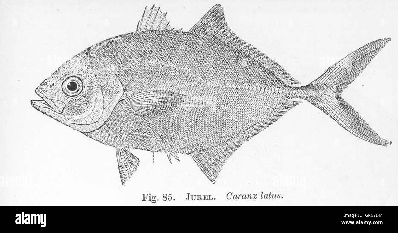 Jurel Black and White Stock Photos & Images - Alamy