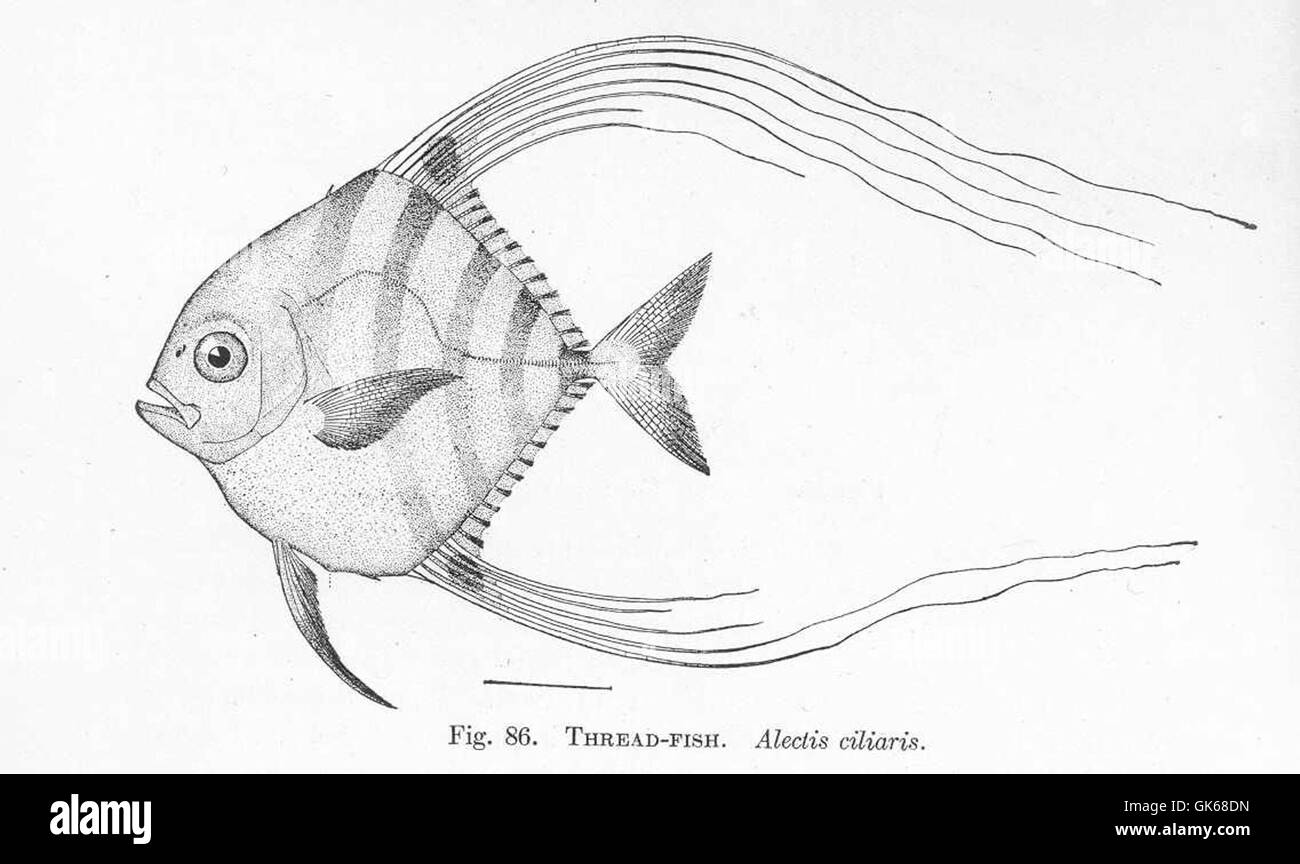 Alectis Ciliaris High Resolution Stock Photography and Images - Alamy