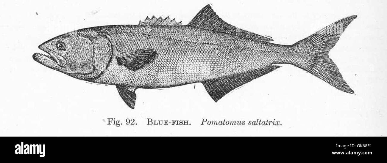 The bluefish (Pomatomus saltatrix) is a predatory fish found in ...