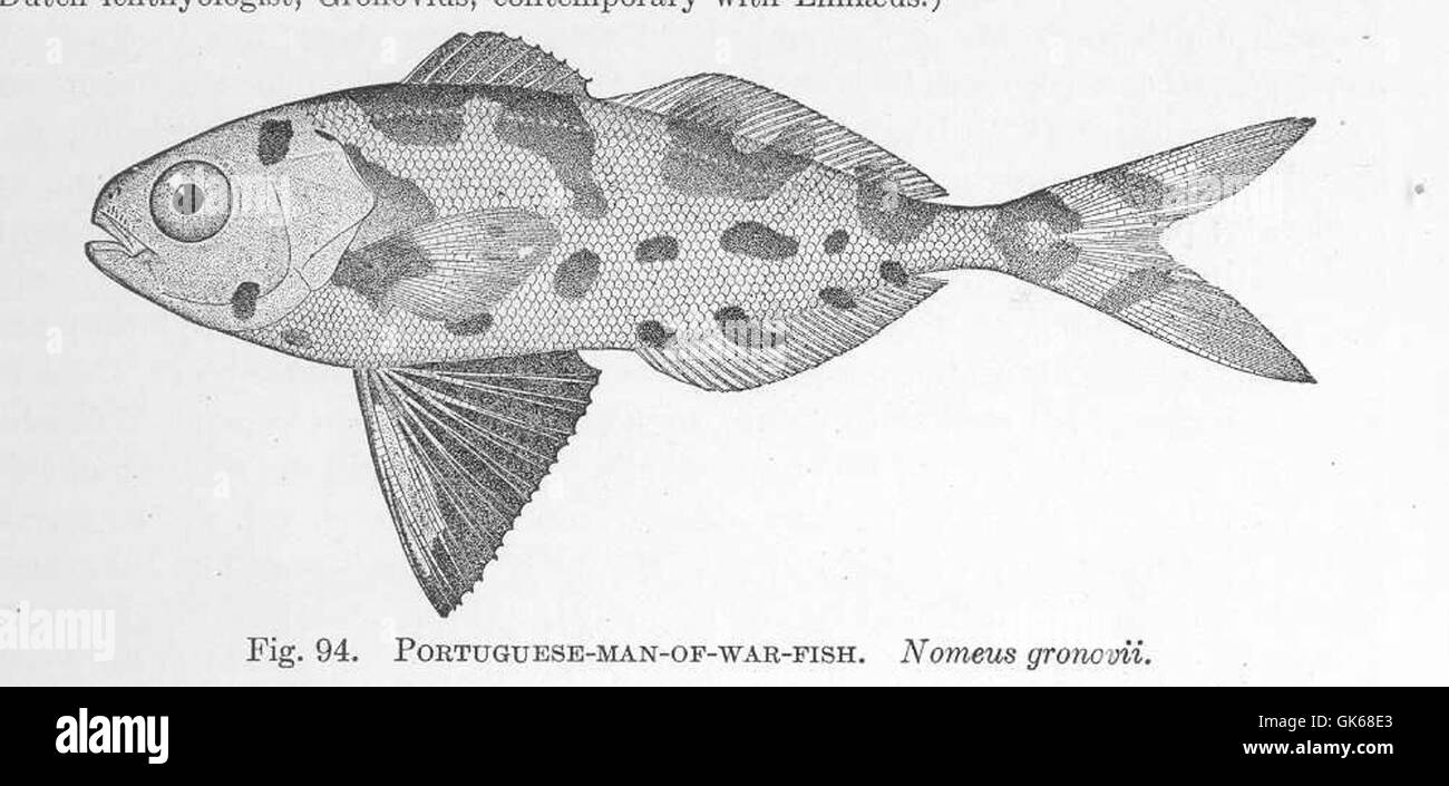 Man of war jellyfish hi-res stock photography and images - Alamy