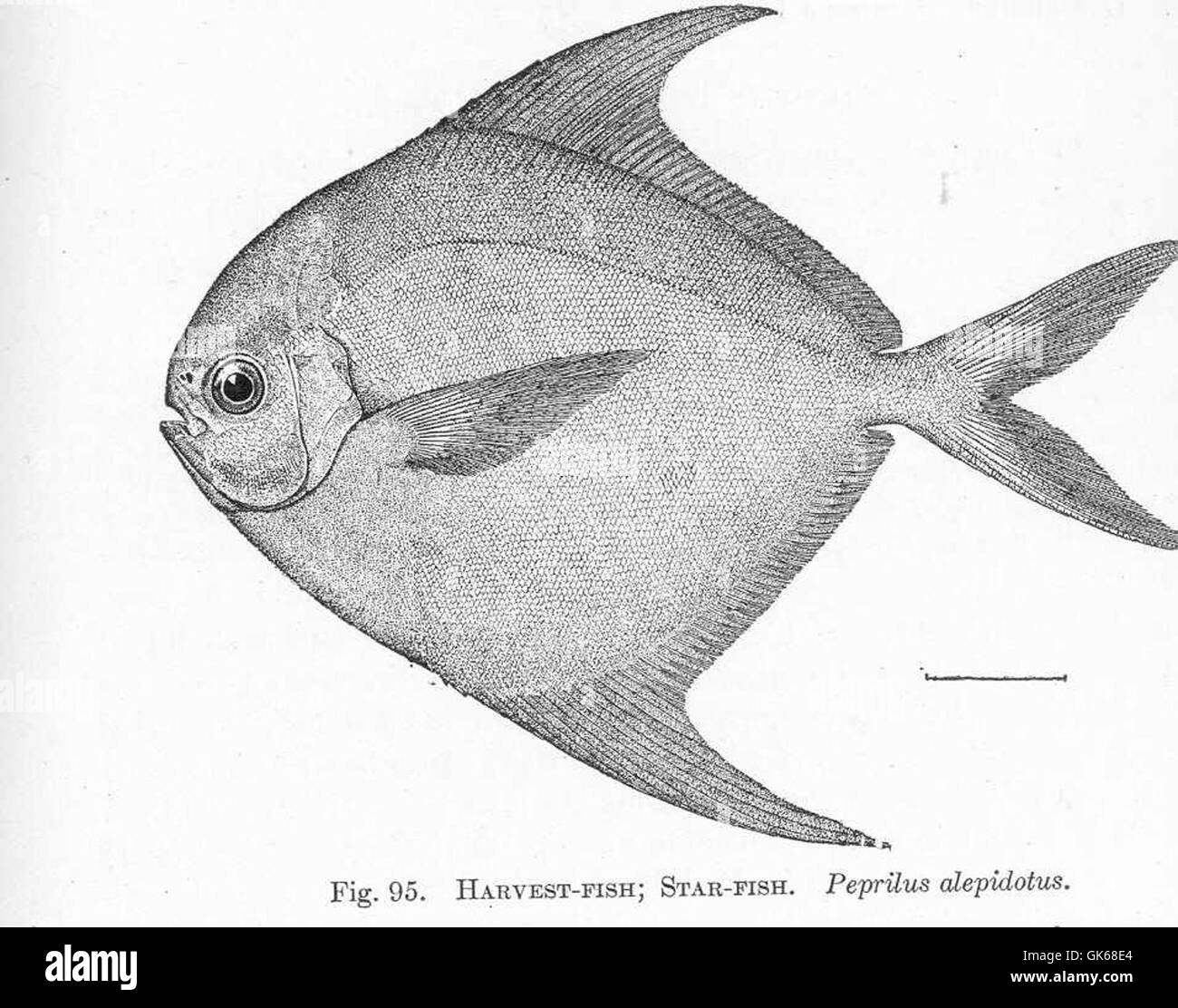 Alepidotus hi-res stock photography and images - Alamy