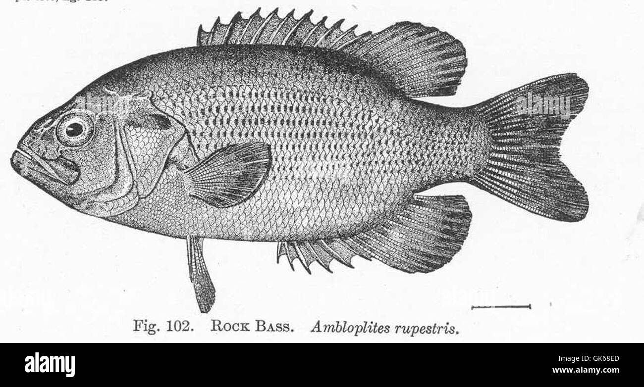 Ambloplites rupestris, the rock bass, is a species of freshwater fish ...