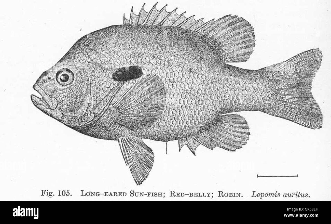 51437 Long-Eared Sun-Fish Red-Belly; Robin Lepomis auritus Stock Photo ...