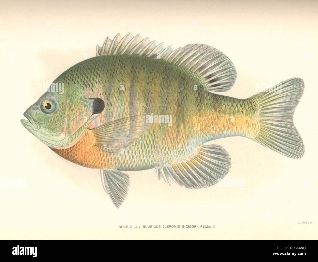 The female bluegill, also known as Blue Joe, is shown here. This ...