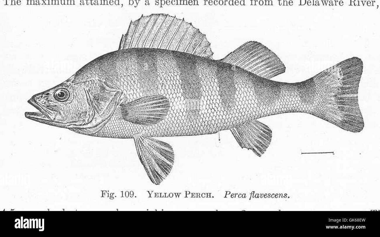 Perca Flavescens Stock Photos & Perca Flavescens Stock Images - Alamy
