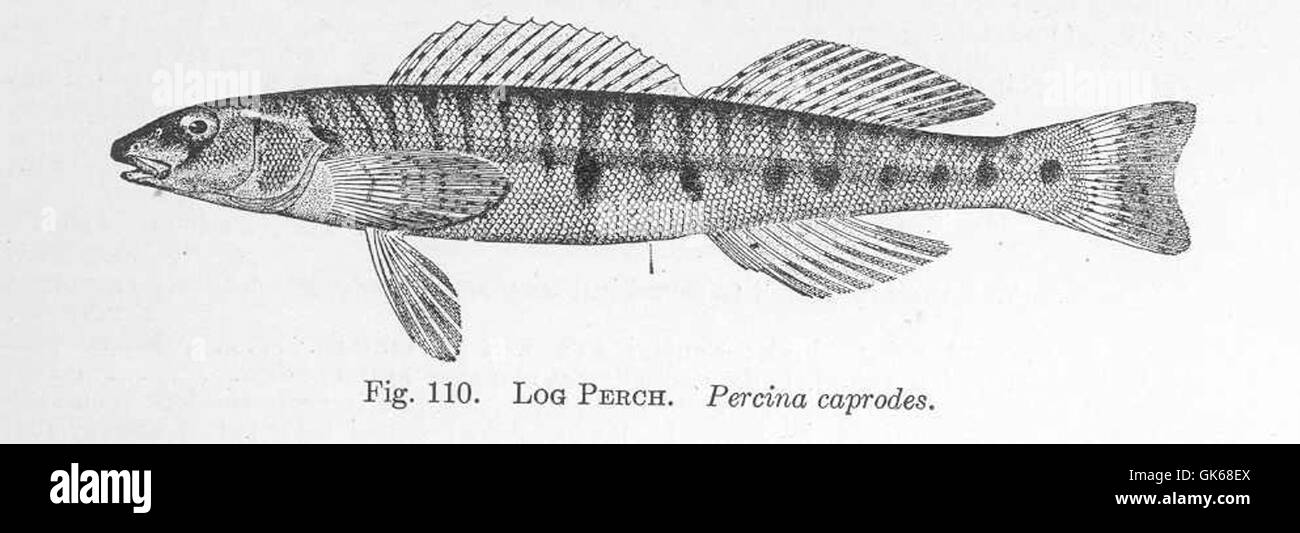 The Log Perch, *Percina caprodes*, is a species of freshwater fish ...