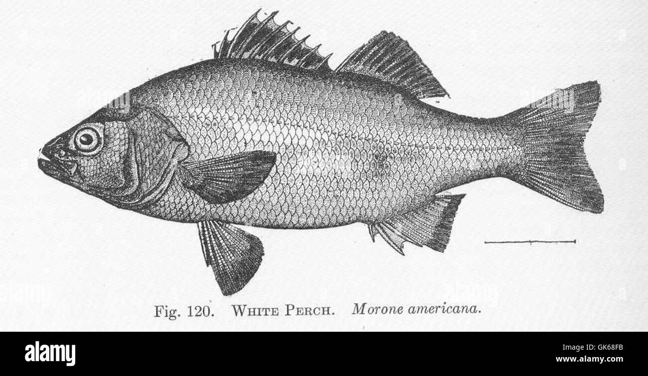 Vintage and americana Black and White Stock Photos & Images - Alamy