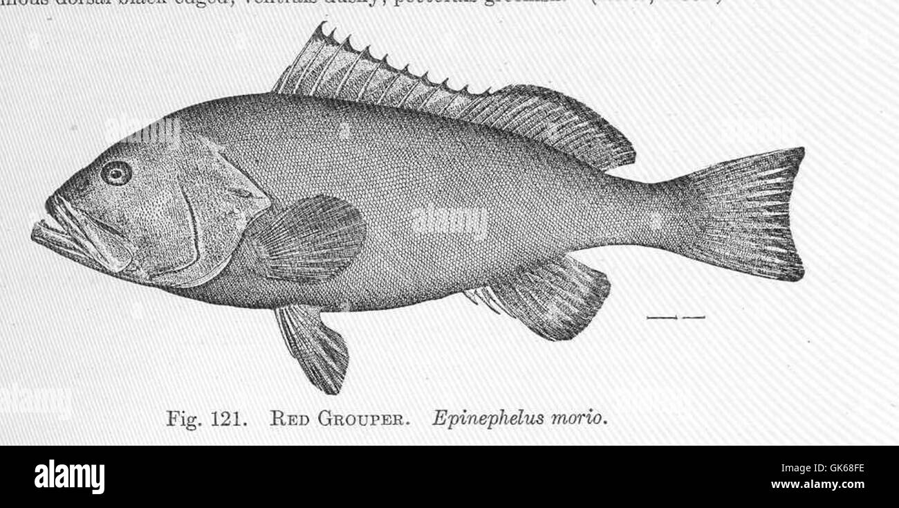 Marine life grouper fish in Black and White Stock Photos & Images - Alamy