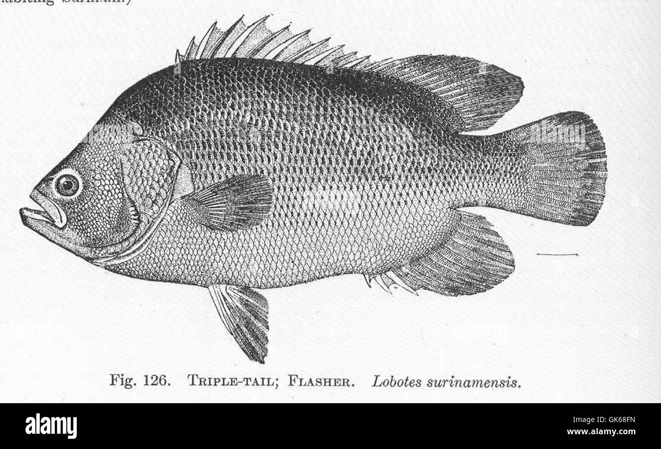 Tail movement Black and White Stock Photos & Images - Alamy