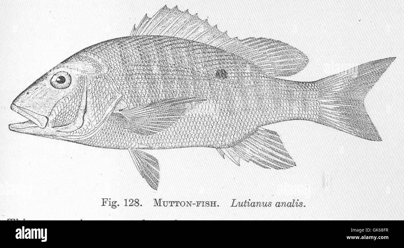 Mutton fish hi-res stock photography and images - Alamy