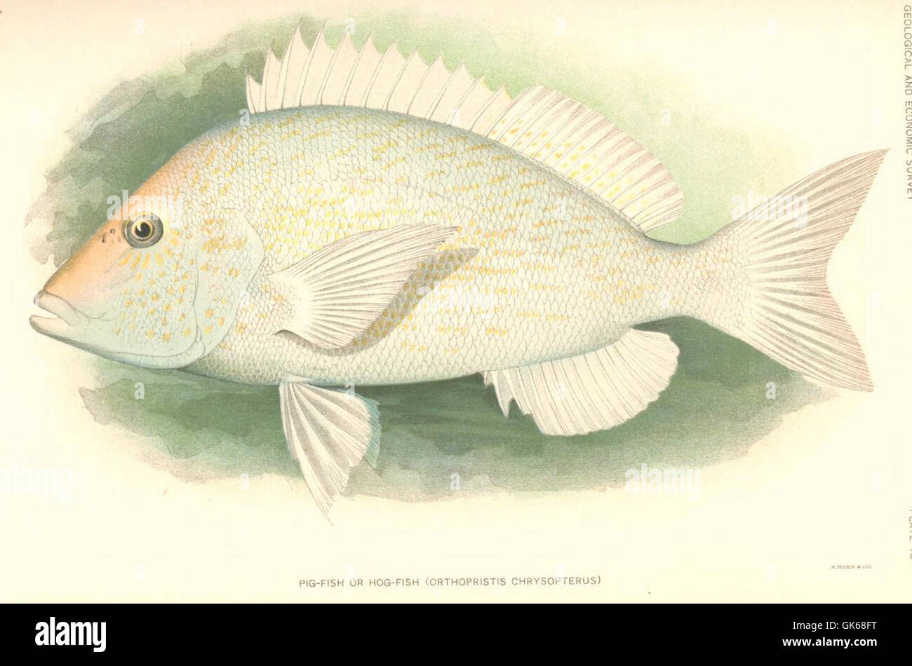 51465 Pig-Fish or Hog-Fish (Orthophistis chrysopterus Stock Photo - Alamy