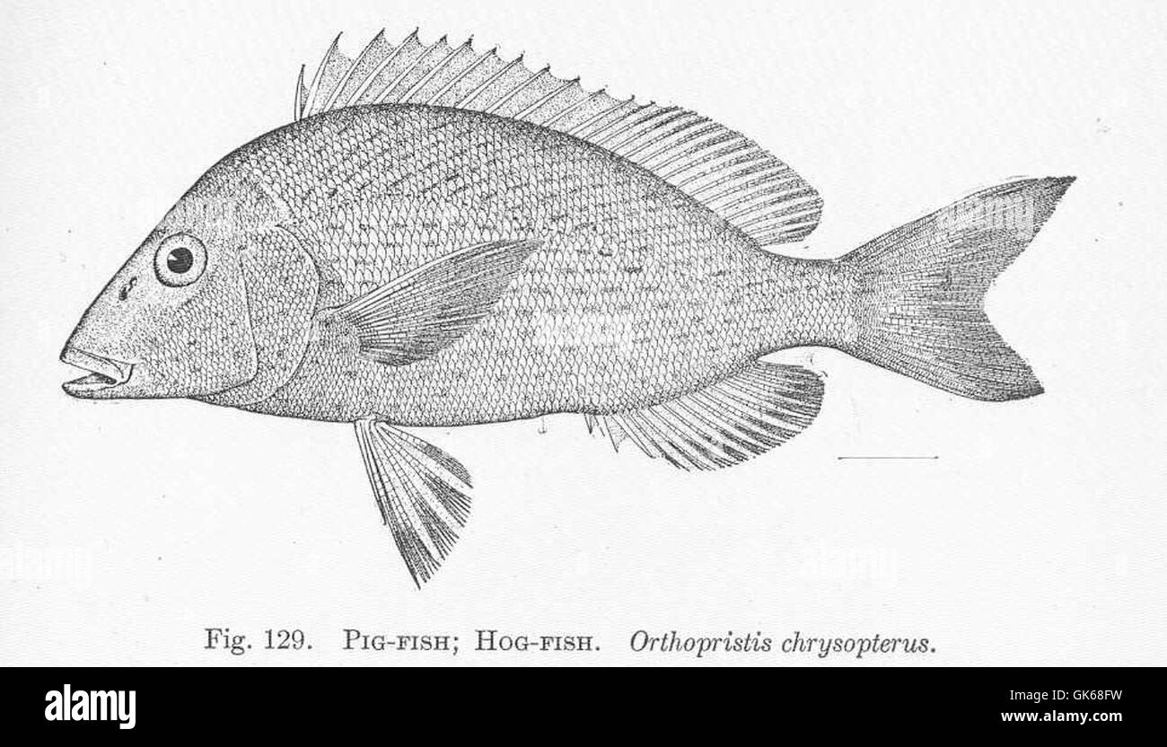 51466 Pig-Fish; Hog-Fish Orthopristis chrysopterus Stock Photo - Alamy