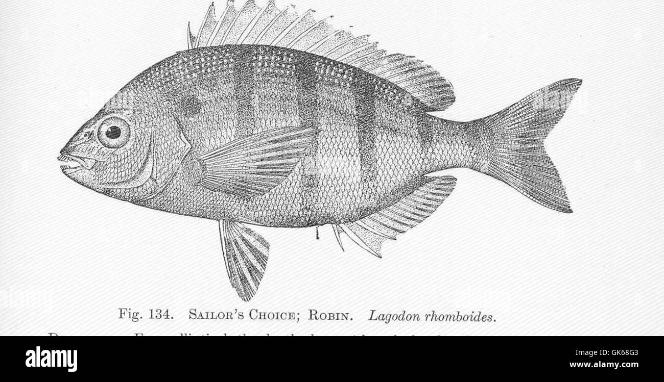 Lagodon Rhomboides