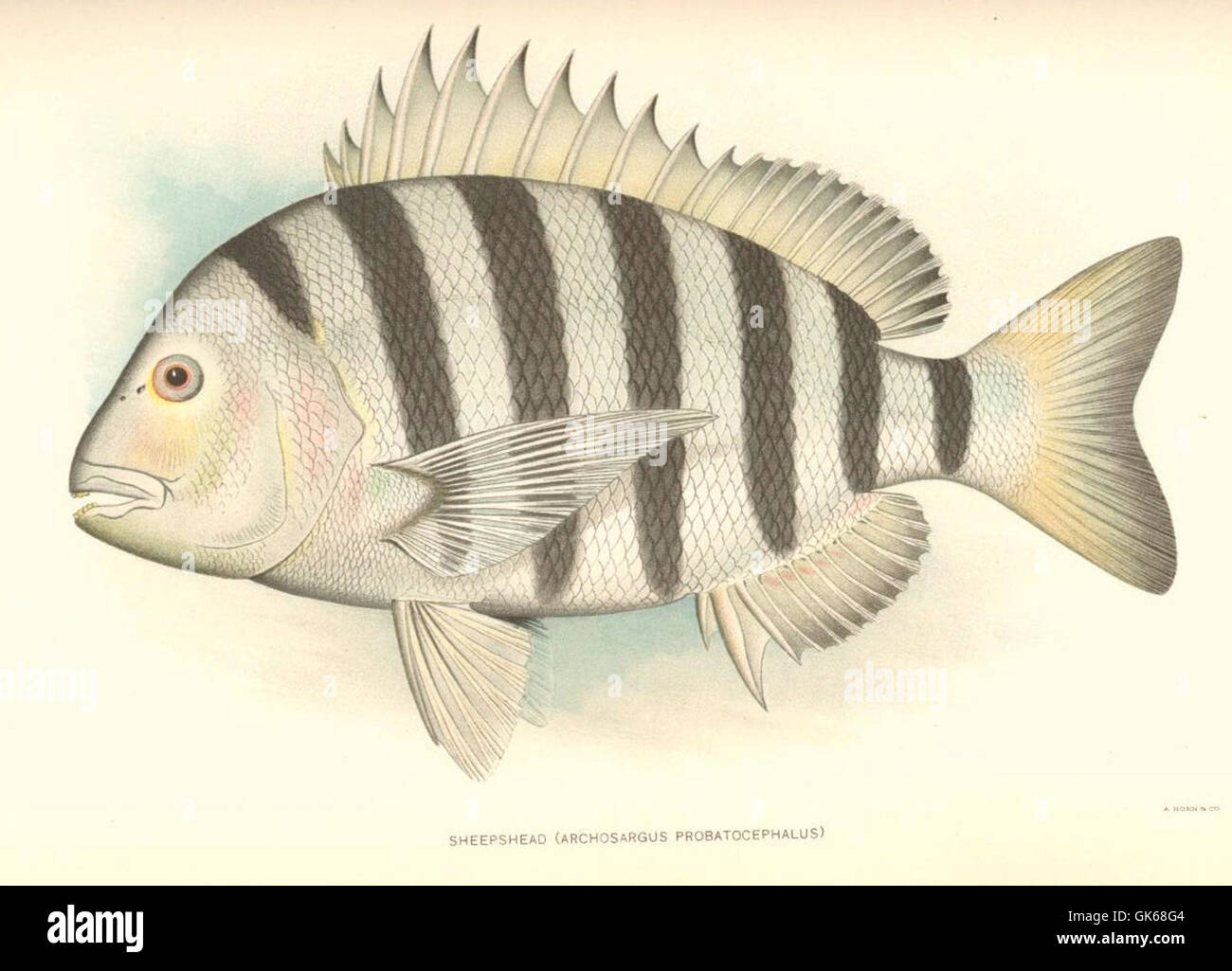 Sheepshead teeth hi-res stock photography and images - Alamy